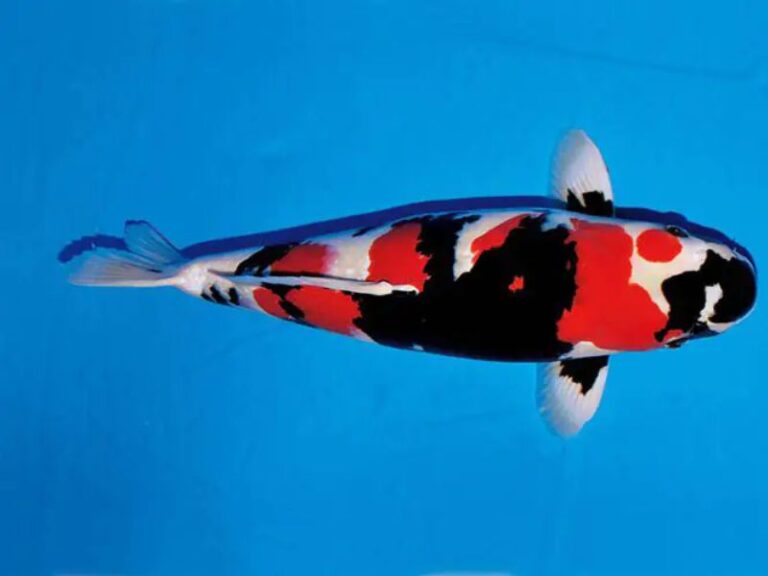 Cá Koi - Giá Bao Nhiêu, Cách Nuôi Và Chăm Sóc Đúng Cách