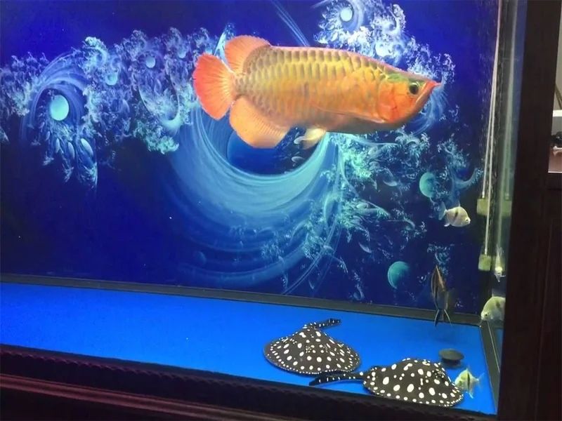 Hồ Cá Rồng Xu Hướng 2025 - Koi Thiên Dương