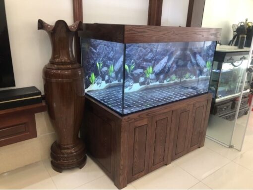 Hồ Cá Rồng Xu Hướng 2025 - Koi Thiên Dương