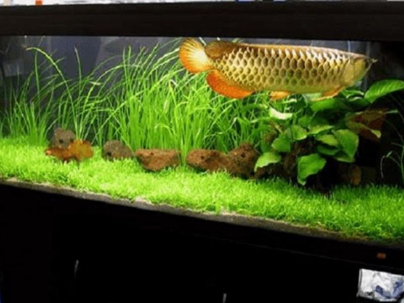 Hồ Cá Rồng Xu Hướng 2025 - Koi Thiên Dương