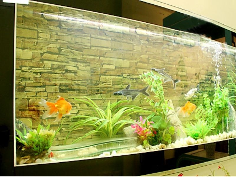 Hồ Cá Rồng Xu Hướng 2025 - Koi Thiên Dương