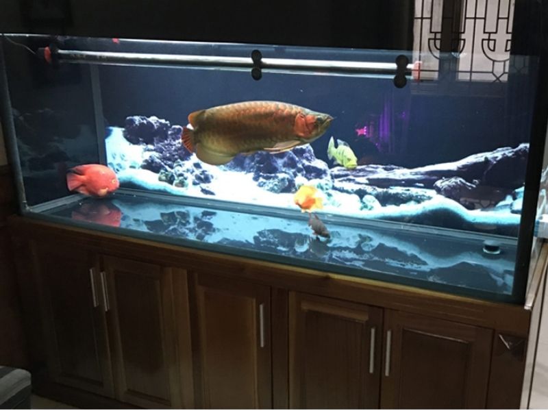 Hồ Cá Rồng Xu Hướng 2025 - Koi Thiên Dương