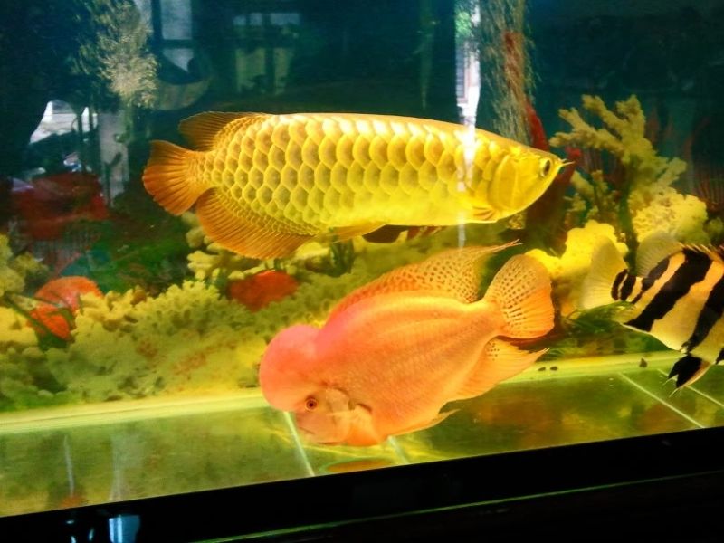 Hồ Cá Rồng Xu Hướng 2025 - Koi Thiên Dương