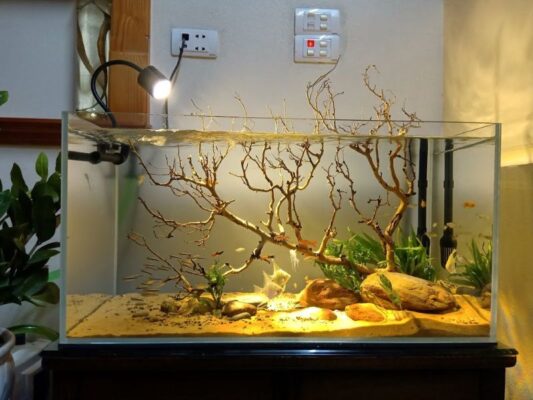Bể Cá Biotop Thế Giới Tự Nhiên Tuyệt Với Trong Bể Cá