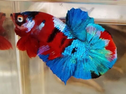 Khám Phá Cách Nuôi Cá Betta Bột - Kỹ Thuật Chuyên Sâu