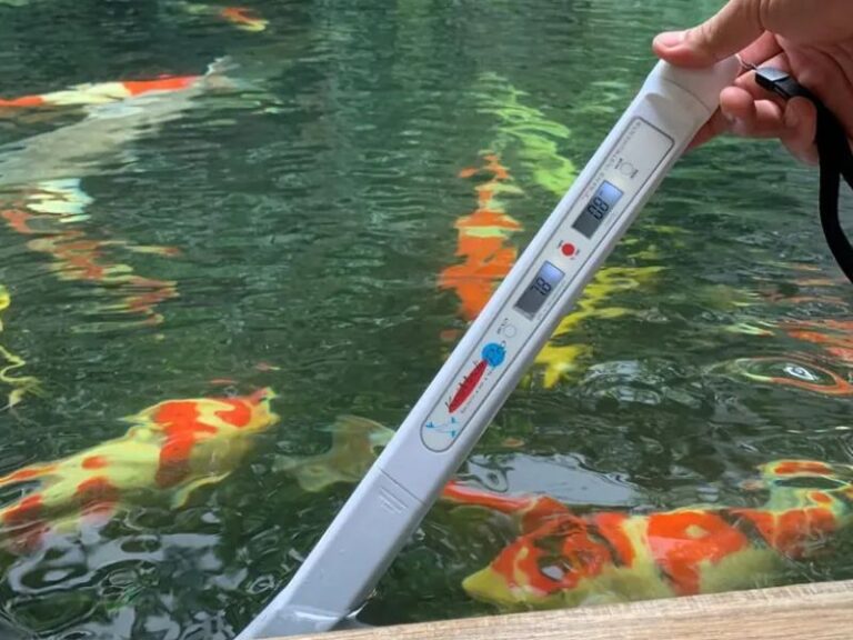 Bật Mí: Cách Tăng pH Cho Hồ Cá Nhanh Và An Toàn Nhất