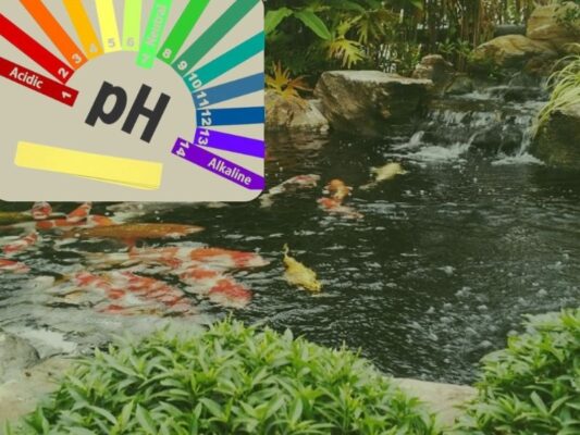 Bật Mí: Cách Tăng pH Cho Hồ Cá Nhanh Và An Toàn Nhất