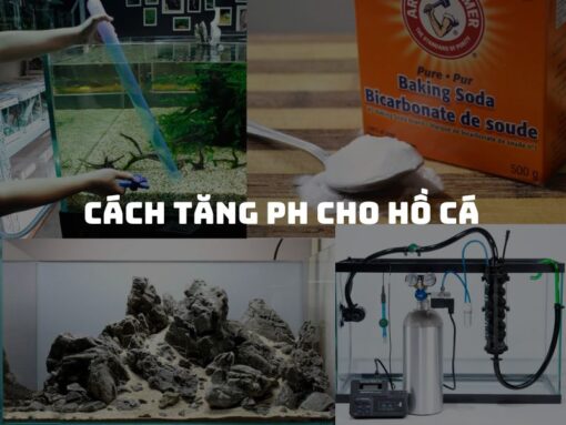 Bật Mí: Cách Tăng pH Cho Hồ Cá Nhanh Và An Toàn Nhất