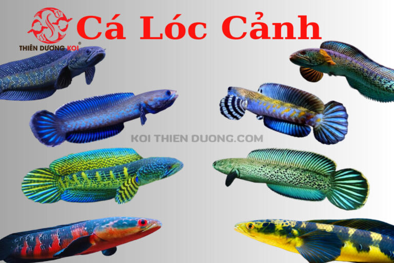Cá lóc cảnh-Đặc điểm,cách nuôi và top các dòng đẹp nhất