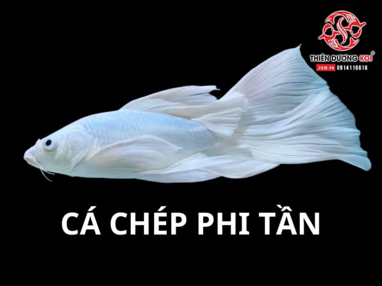 Cá Phi Tần - Không Thể Bỏ Lỡ Cho Người Chơi Cá
