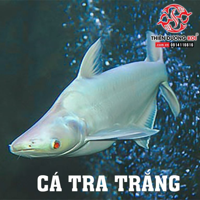 Cá Tra Trắng - Chiến Thần Siêu Ngầu Cho Dân Cá Cảnh